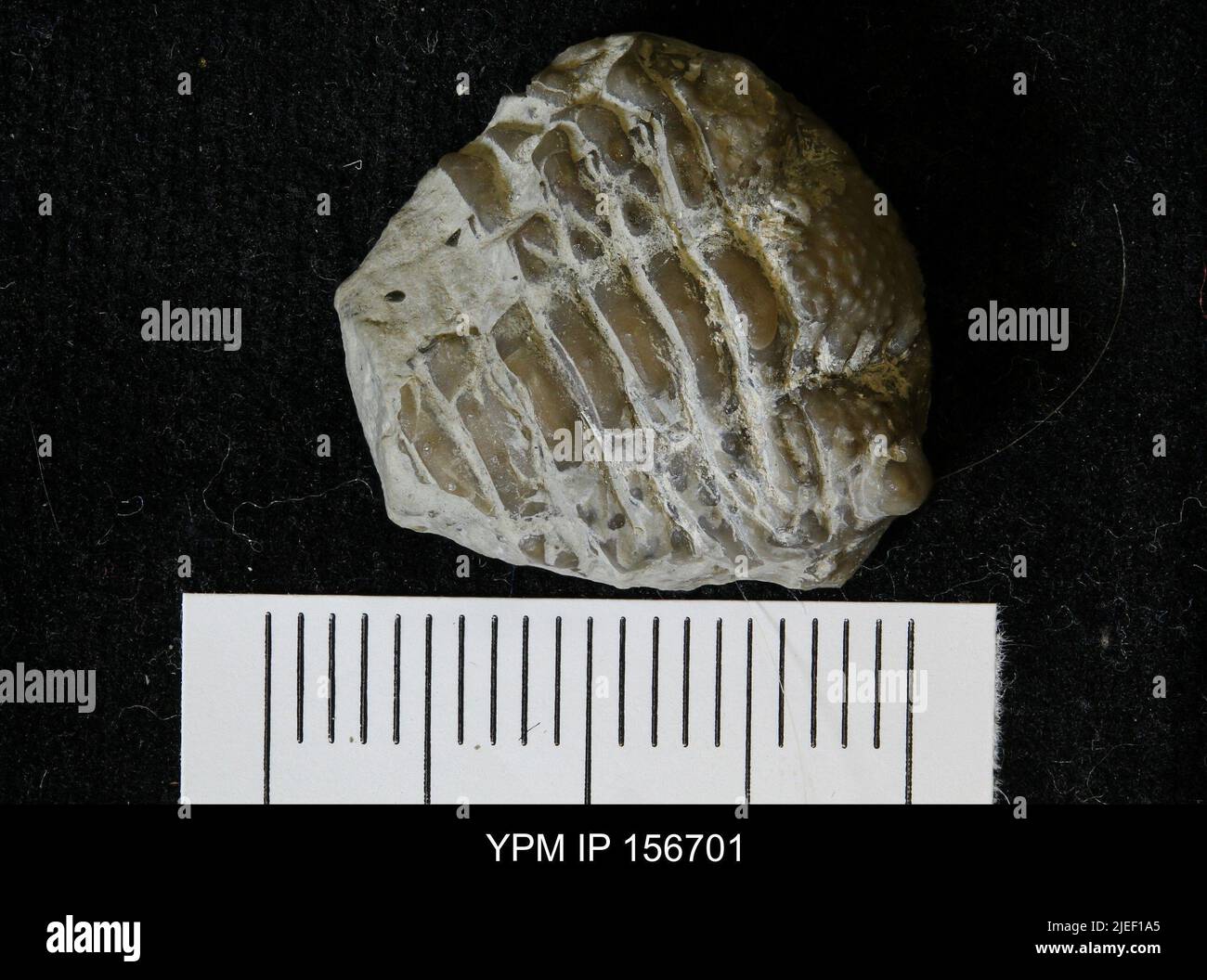 1832 animalia hi-res stock photography and images - Alamy