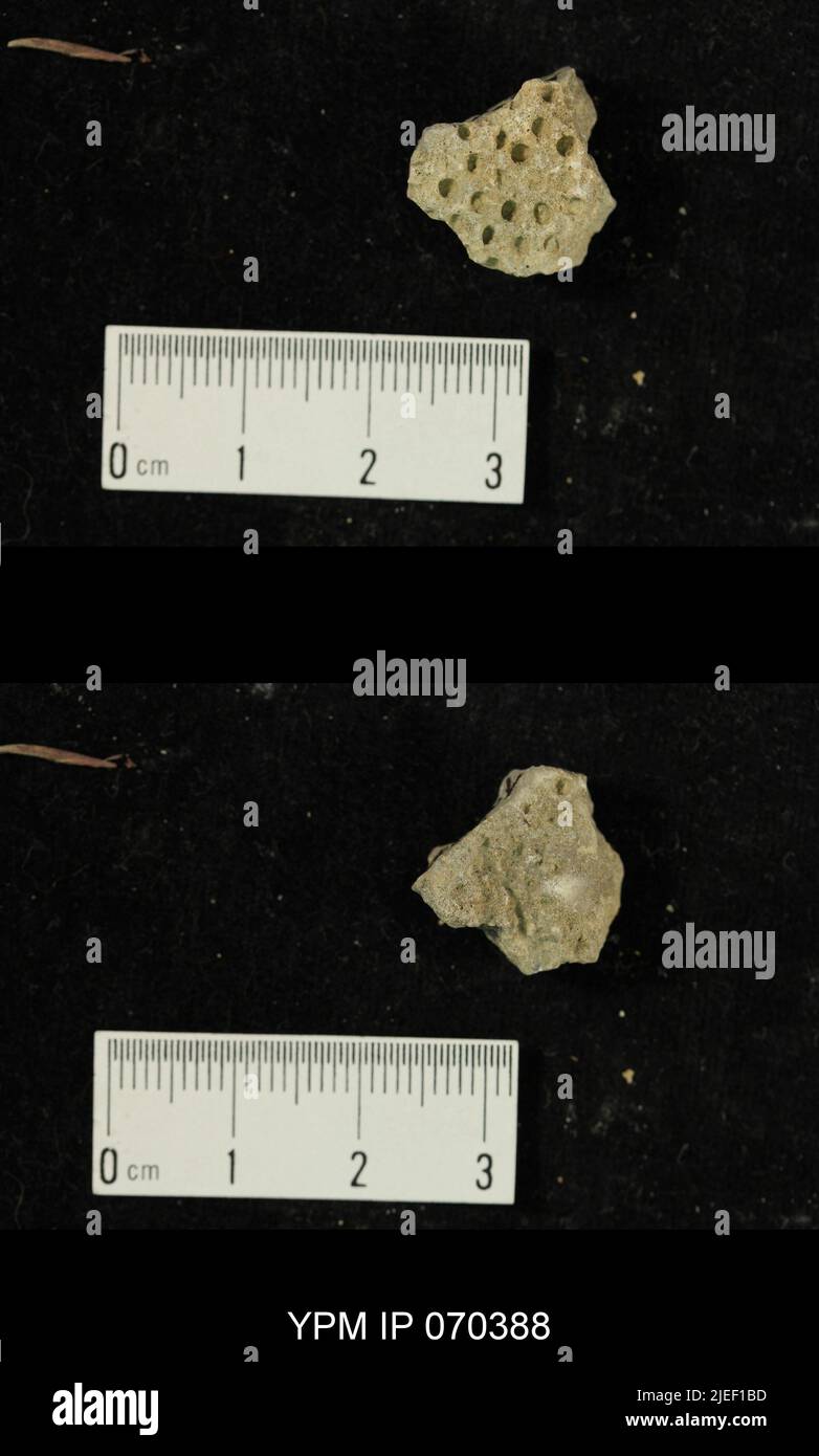 Heliolites spongiosus Foerste, 1906 Stock Photo - Alamy