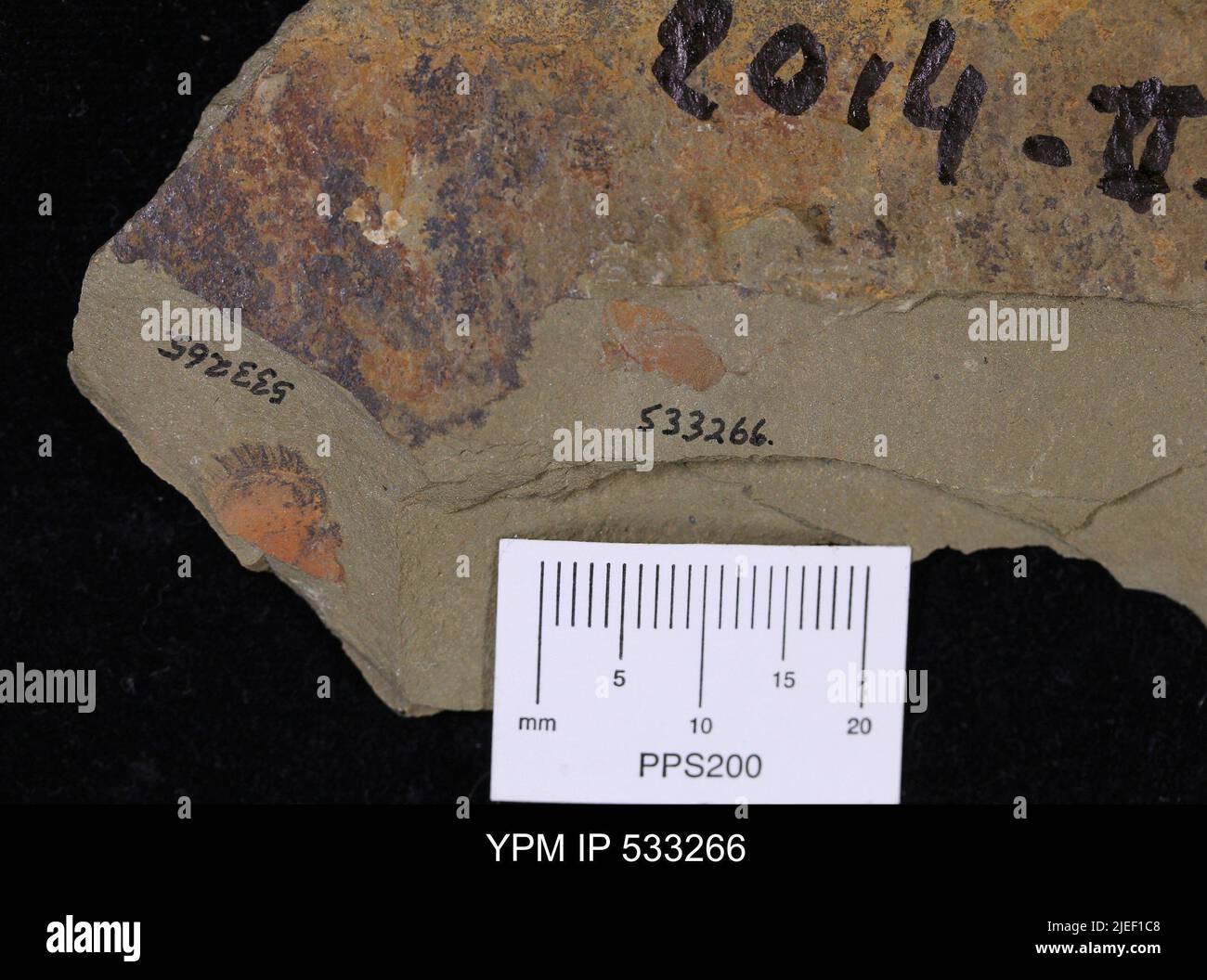 Undet homalozoa animalia hi-res stock photography and images - Alamy