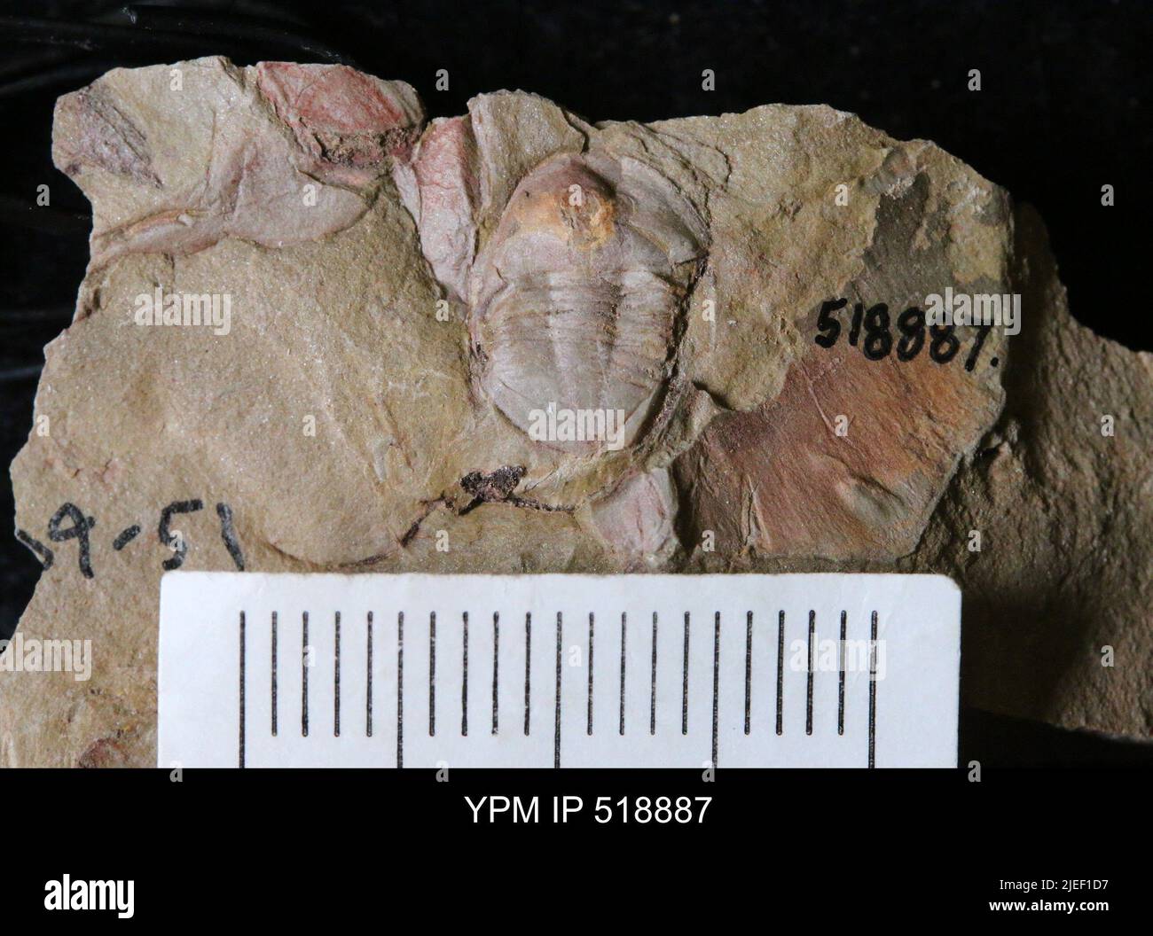 Asaphidae hi-res stock photography and images - Alamy