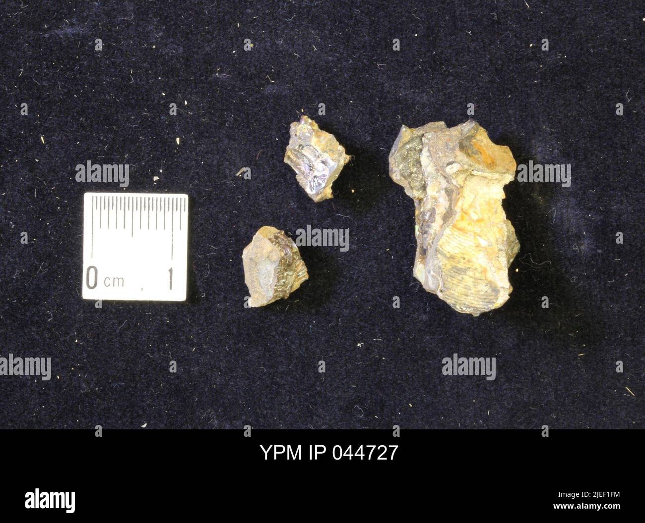 Sphenodiscus lenticularis owen animalia hi-res stock photography and ...