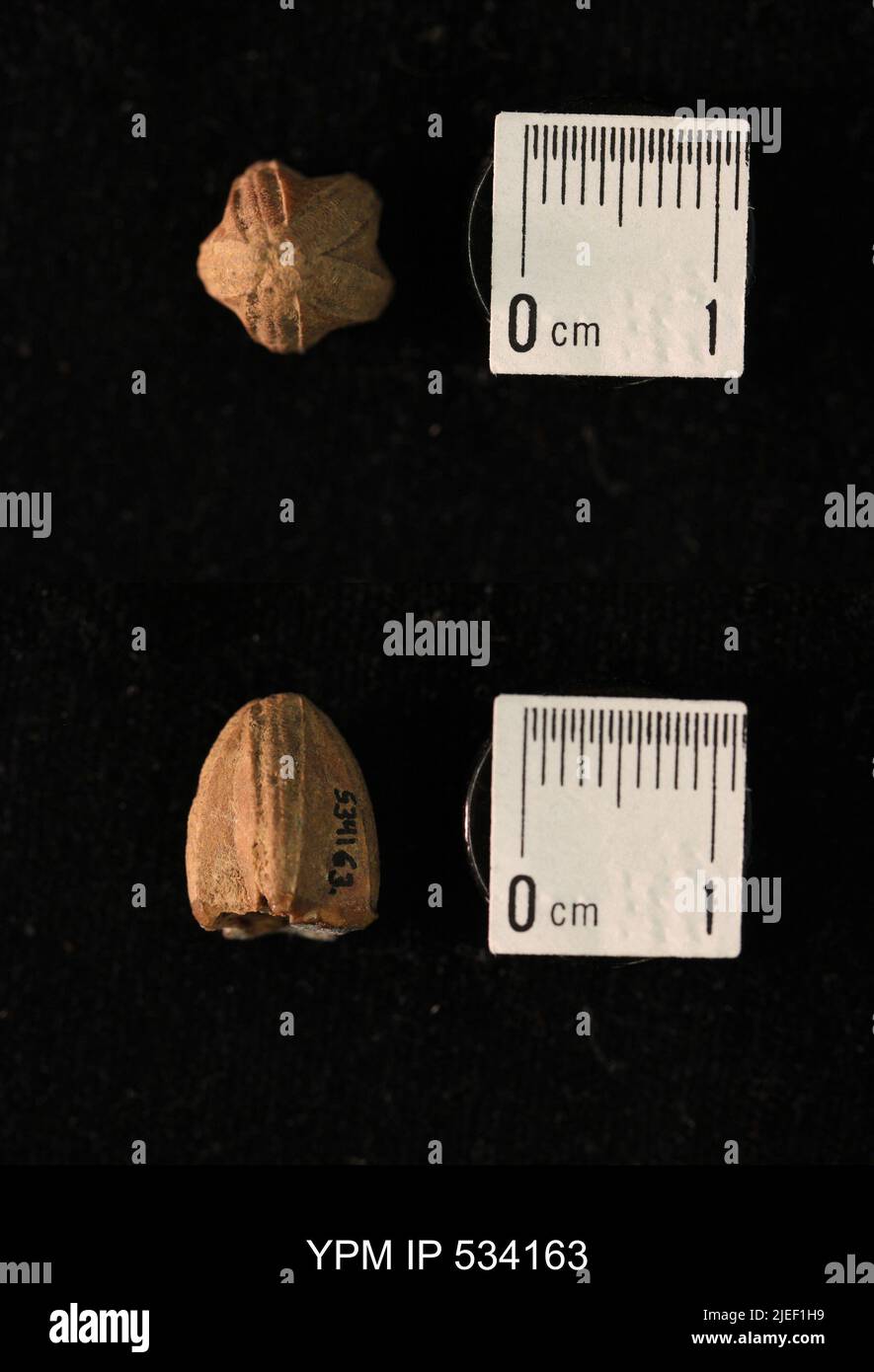 Pentremites conoideus Hall, 1856 Stock Photo - Alamy