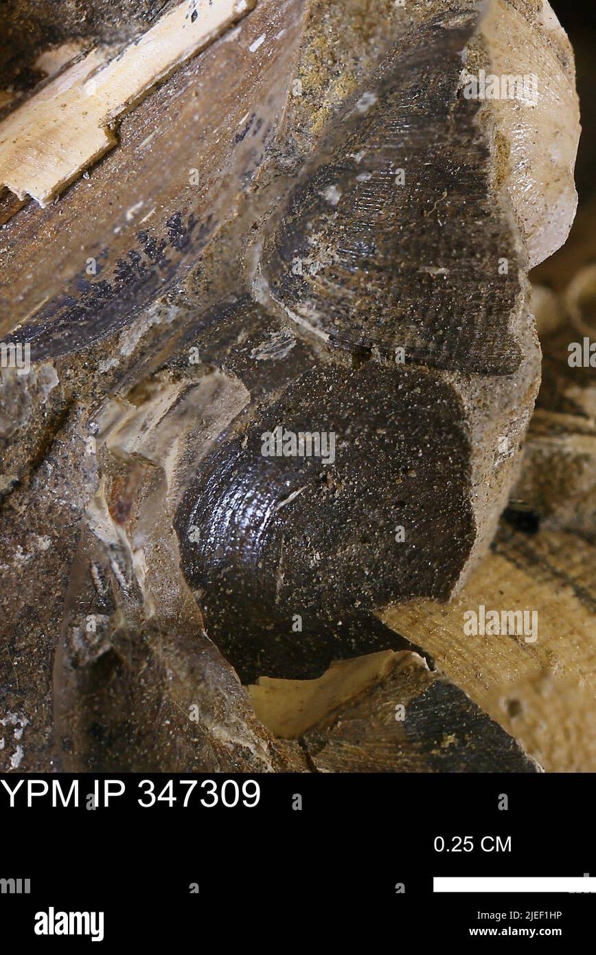 Freshwater clams hi-res stock photography and images - Alamy