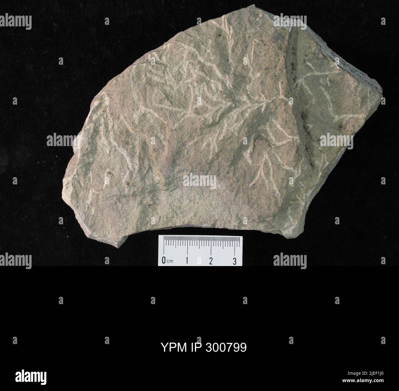 Chondrites targioni (Brongniart Stock Photo - Alamy