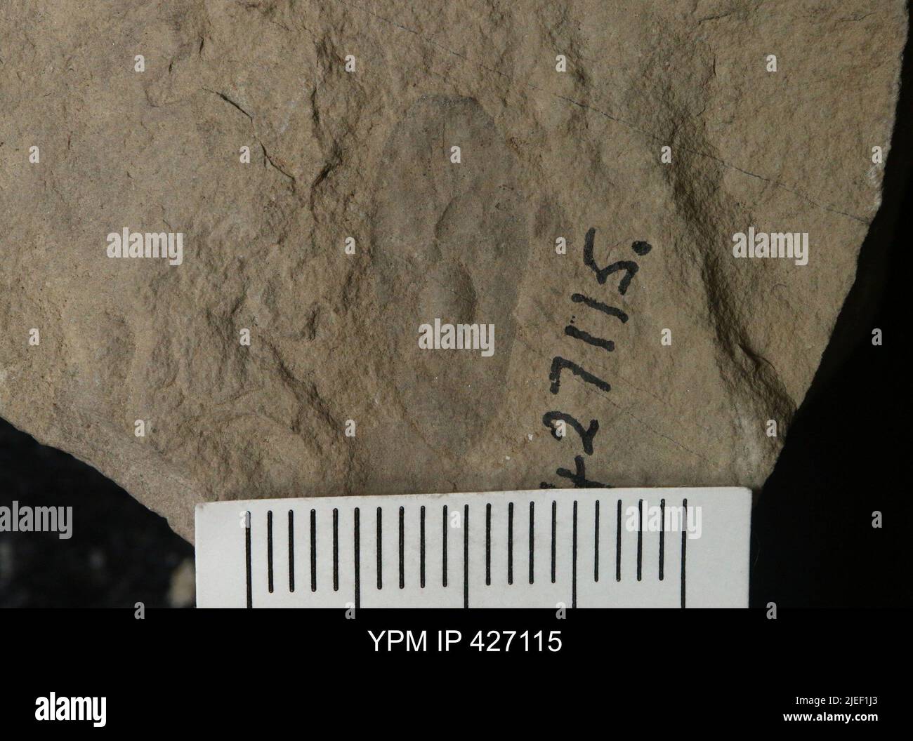 Ostracod animalia hi-res stock photography and images - Alamy