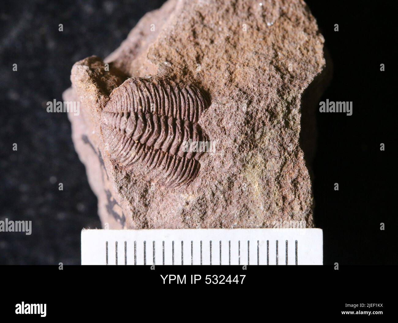 Trilobite range hi-res stock photography and images - Alamy