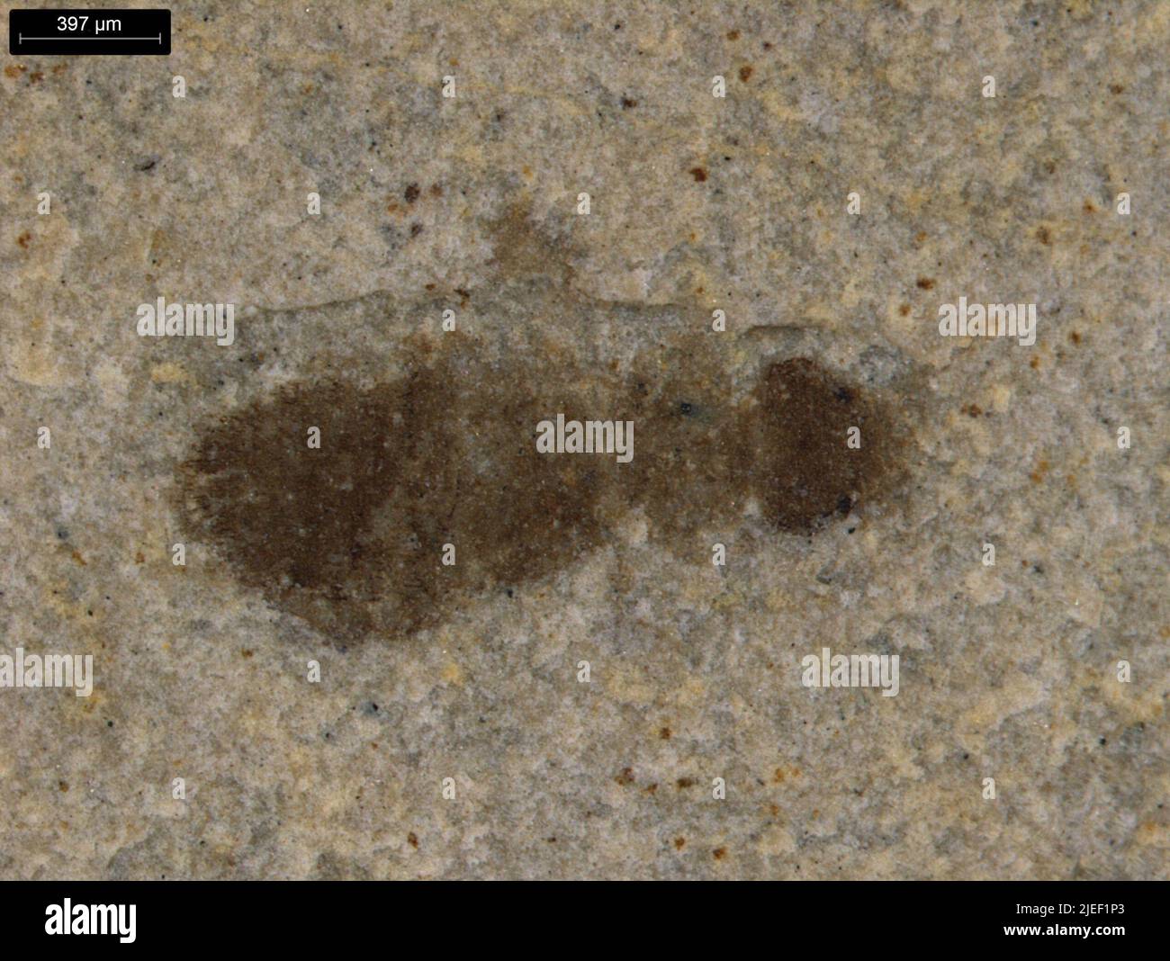 Order isoptera hi-res stock photography and images - Alamy