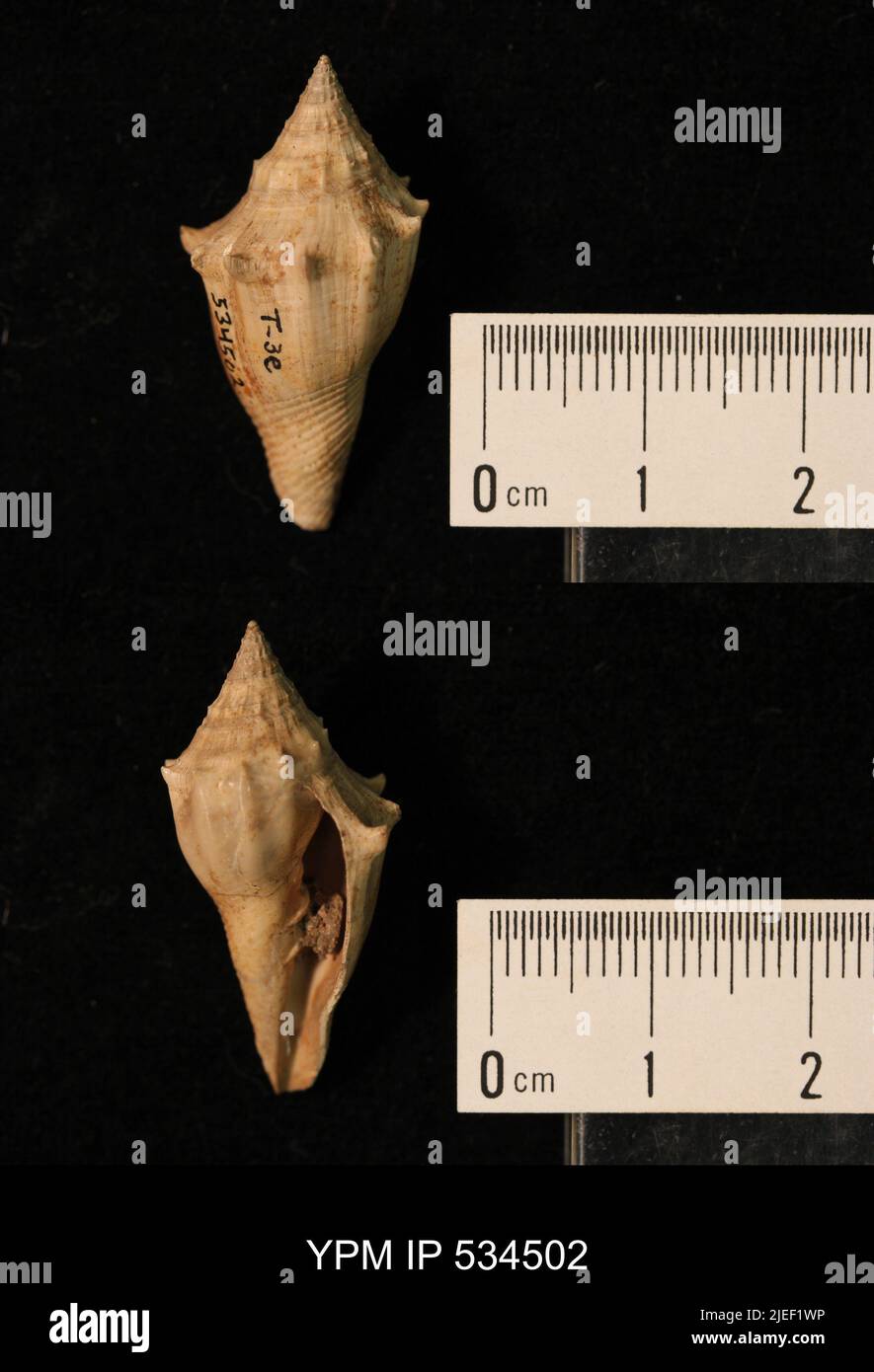 1833 animalia hi-res stock photography and images - Alamy