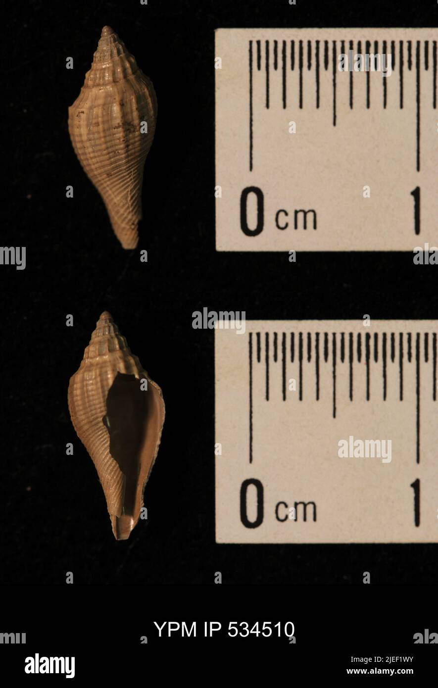 1833 animalia hi-res stock photography and images - Alamy