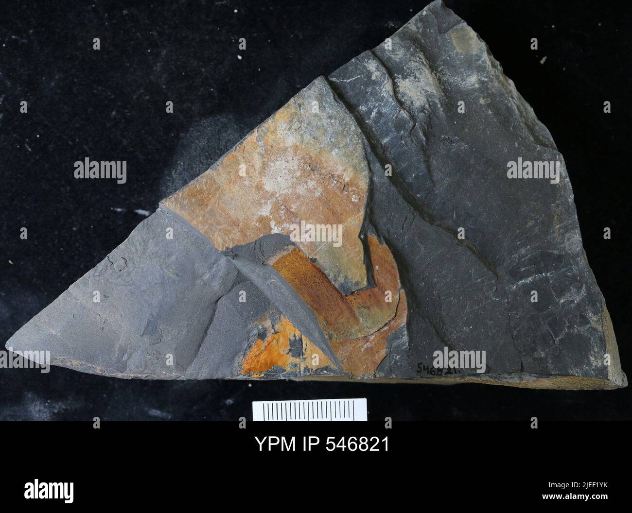 Eurypterida hi-res stock photography and images - Alamy