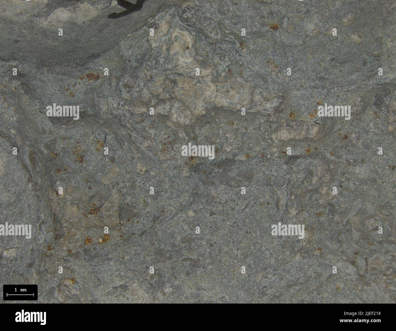 1874 animalia hi-res stock photography and images - Alamy