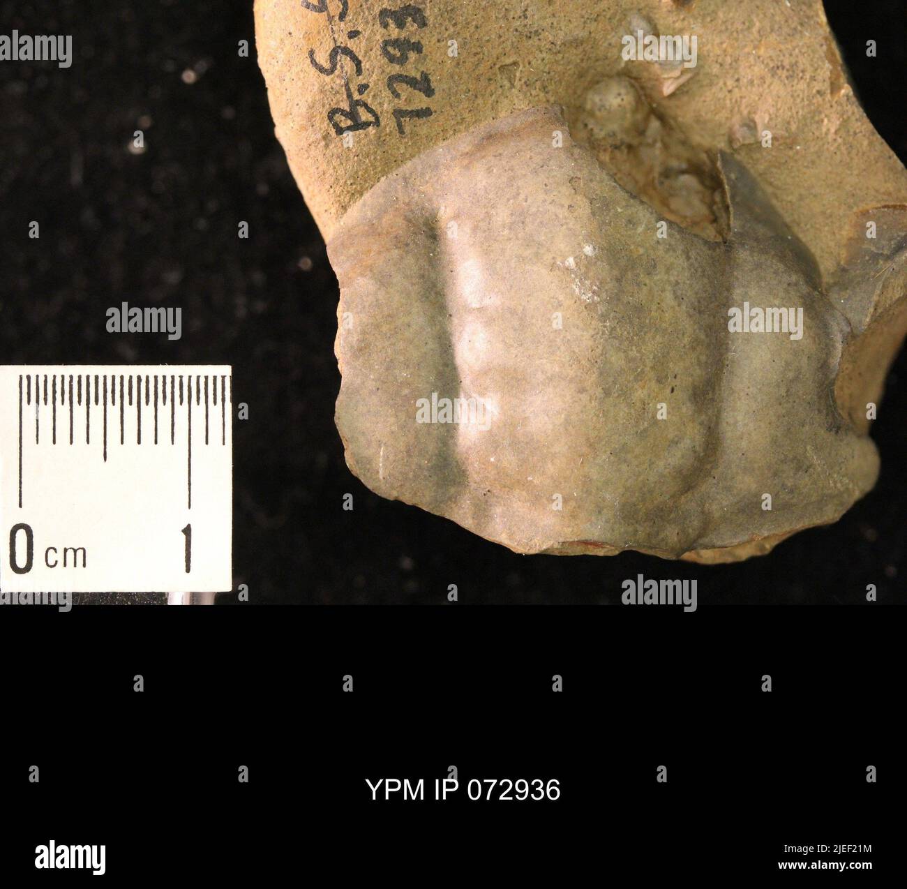 Olenoides marcoui (Whitfield, 1884 Stock Photo - Alamy