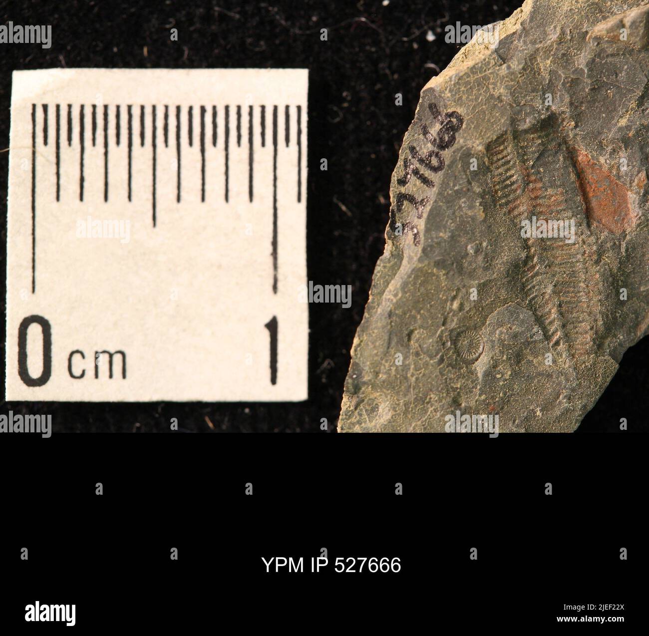 Pentremites hi-res stock photography and images - Alamy