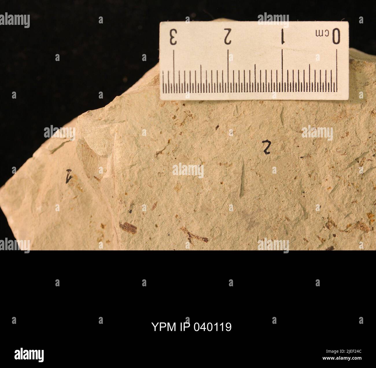 Megasecoptera hi-res stock photography and images - Alamy