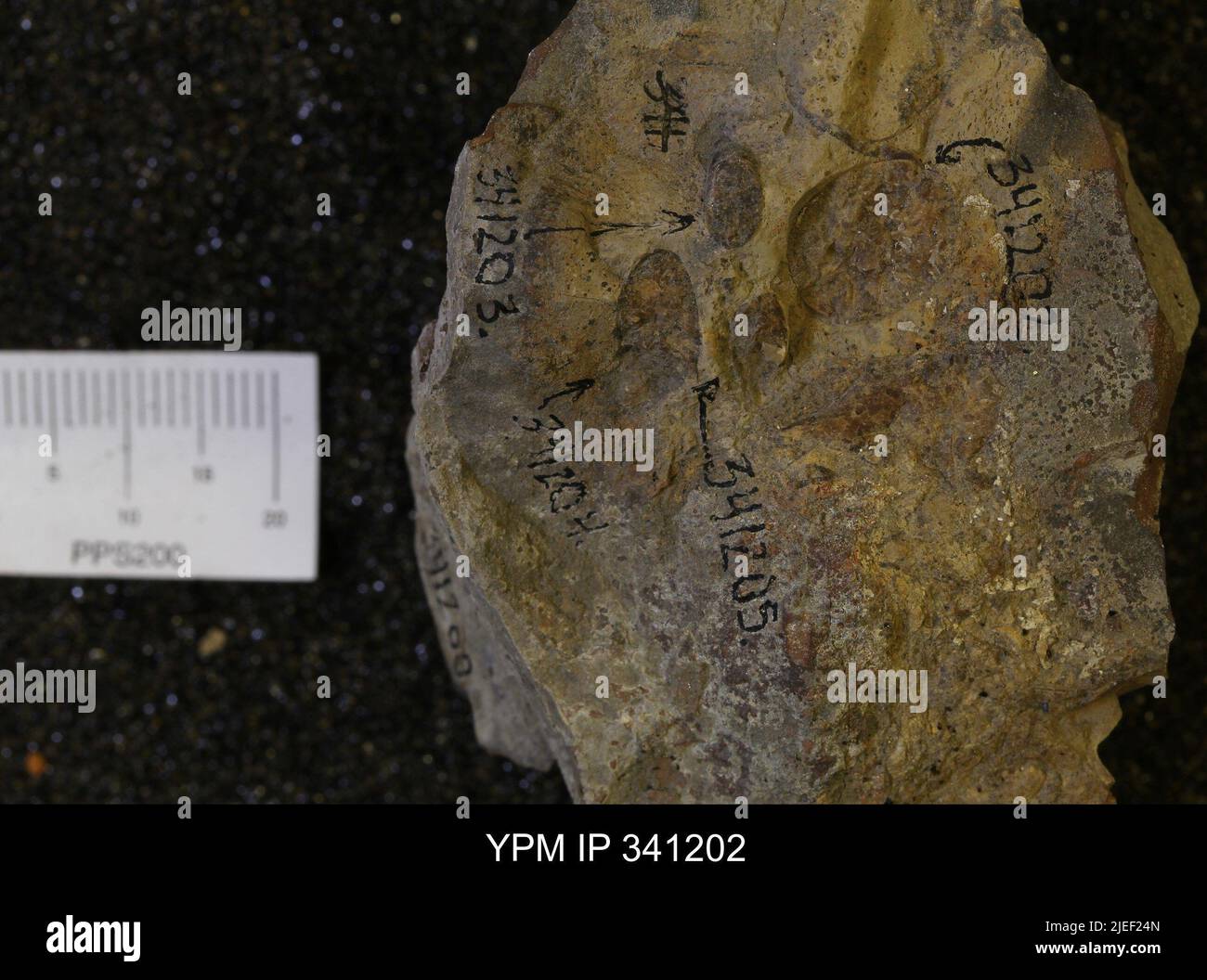 Scaphites depressus reeside hi-res stock photography and images - Alamy