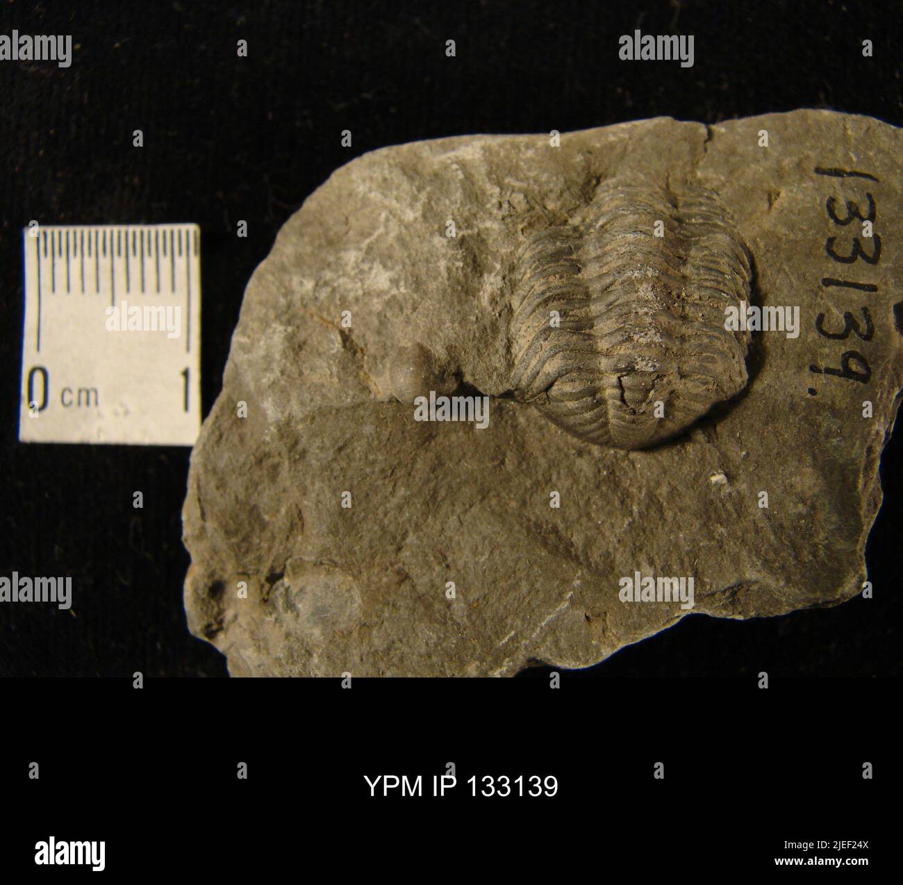 Phacops sp animalia hi-res stock photography and images - Alamy