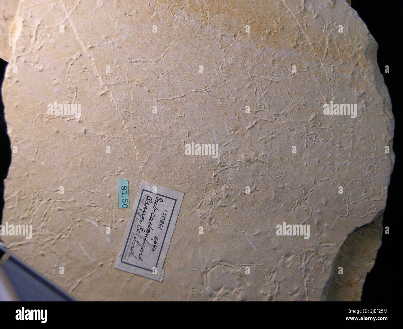 Treptichnus bifurcus; feather-stitch trail Stock Photo - Alamy