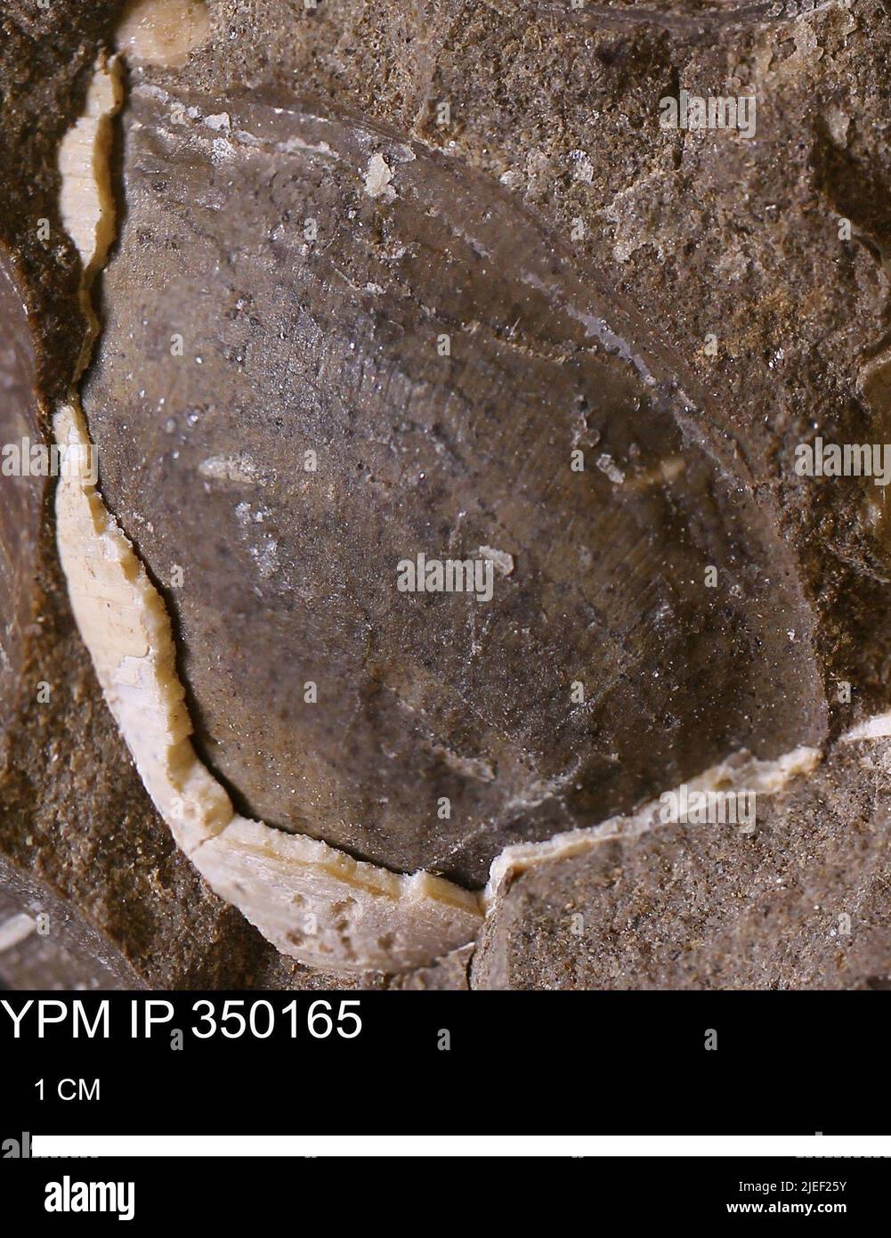 Undet bivalvia animalia hi-res stock photography and images - Alamy