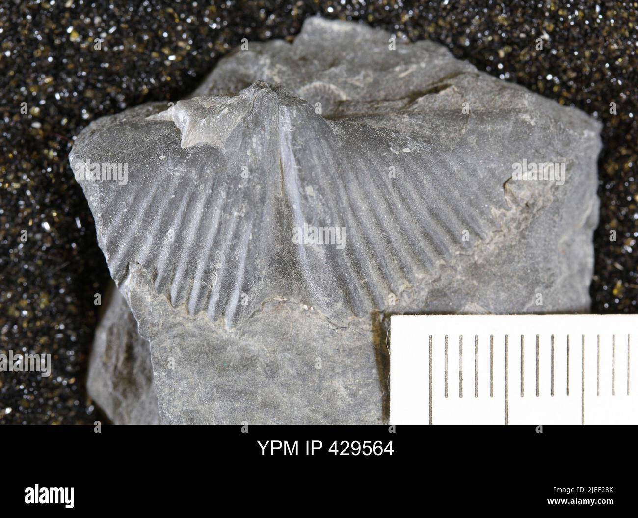 Mucrospirifer sp hi-res stock photography and images - Alamy