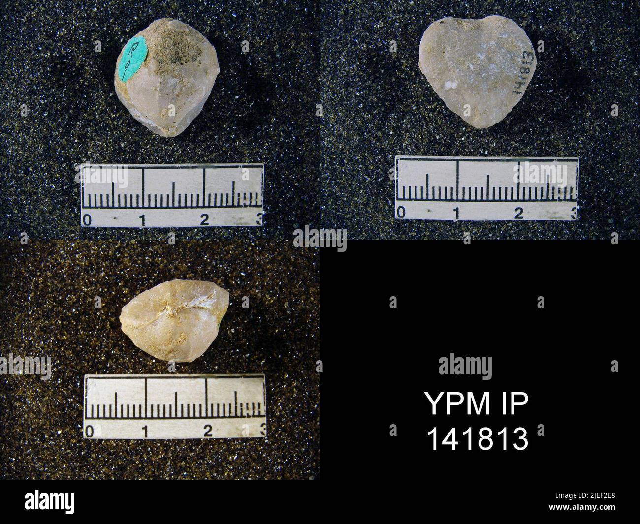 Martinia hi-res stock photography and images - Alamy