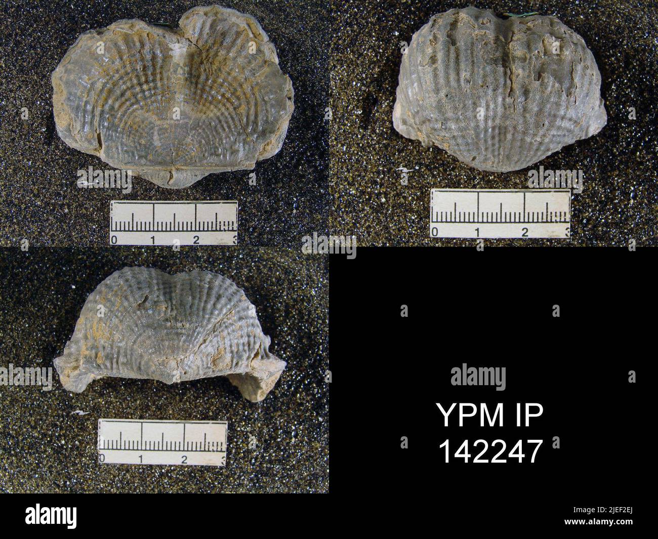 Dictyoclostus indicus waagen animalia hi-res stock photography and ...