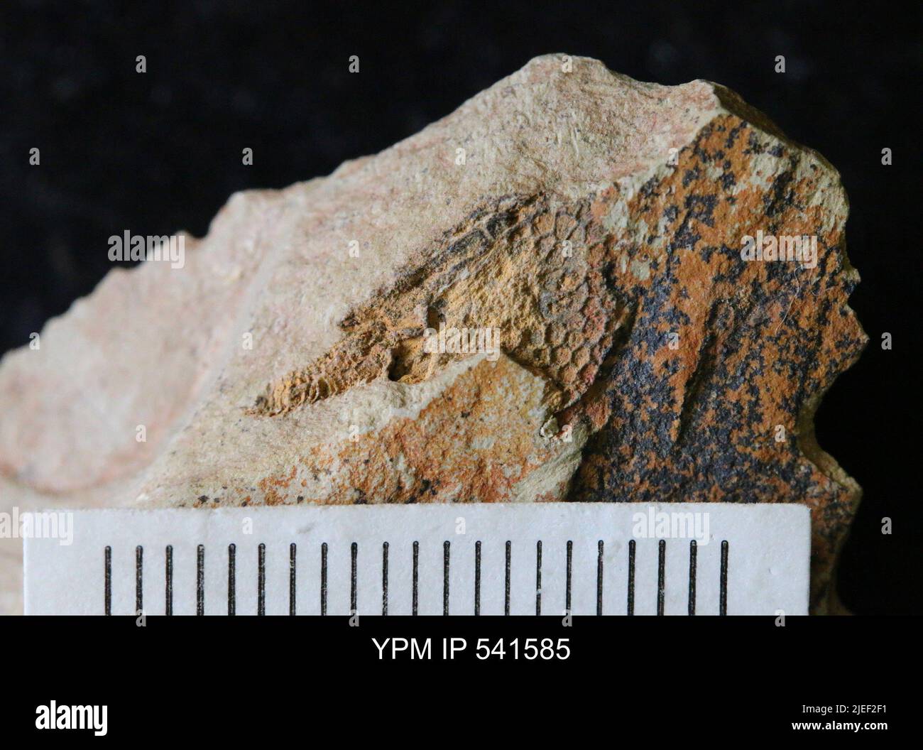 Undet homalozoa animalia hi-res stock photography and images - Alamy