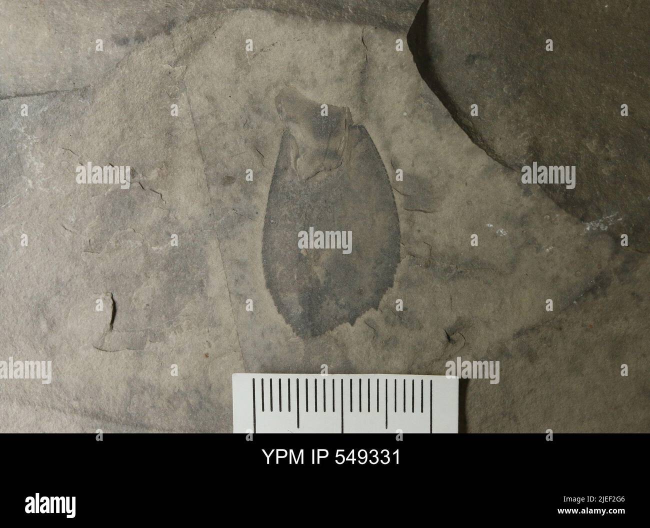 Pterygotus hi-res stock photography and images - Alamy