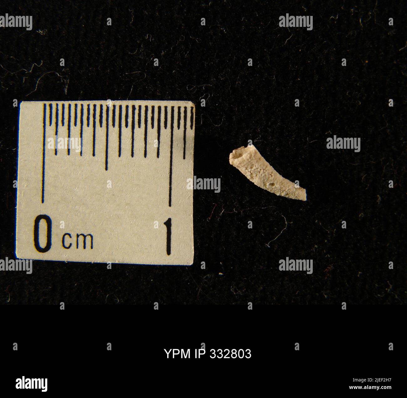 Scaphopoda tusk shells hi-res stock photography and images - Alamy