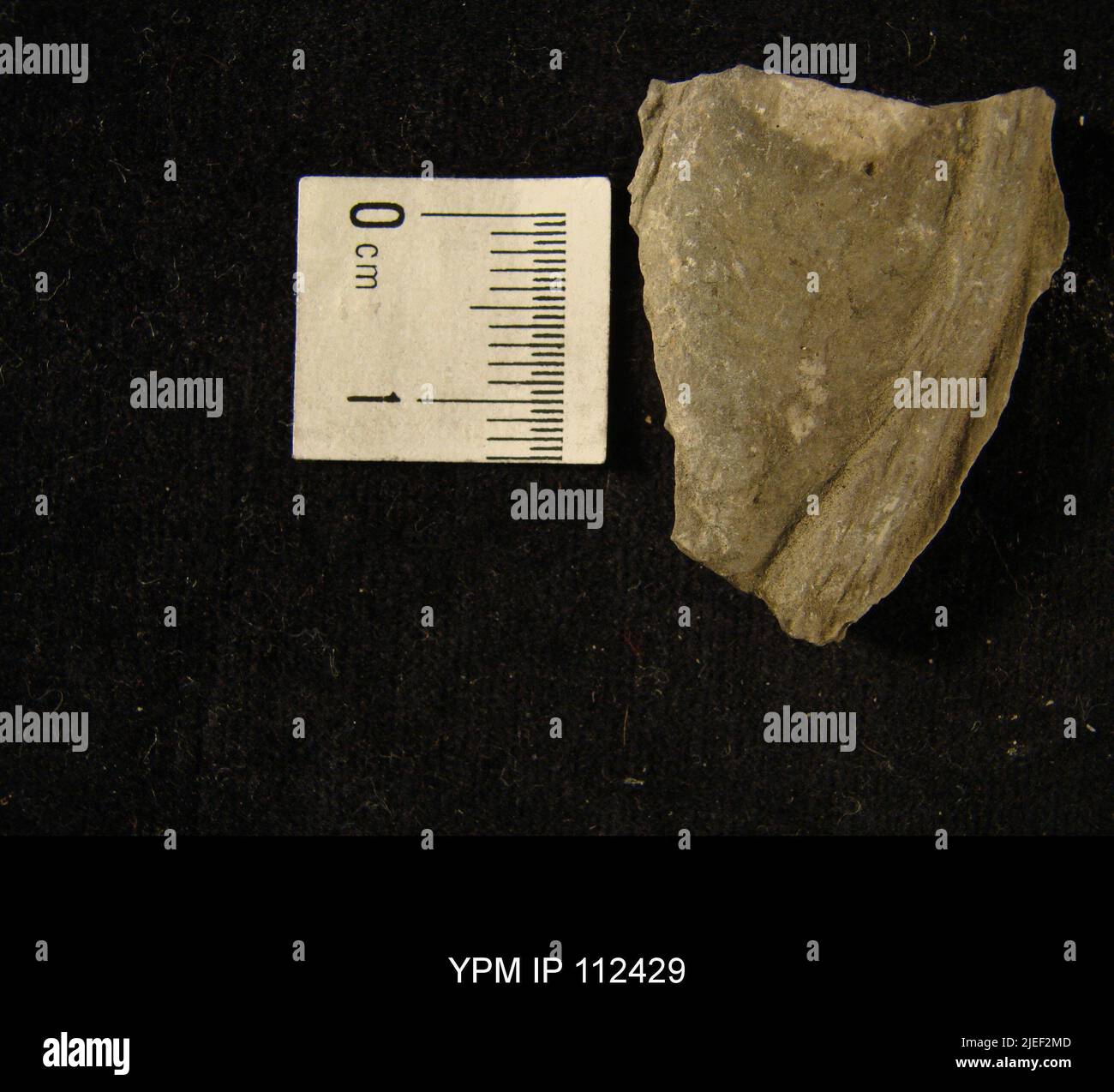 Trace fossil hi-res stock photography and images - Alamy