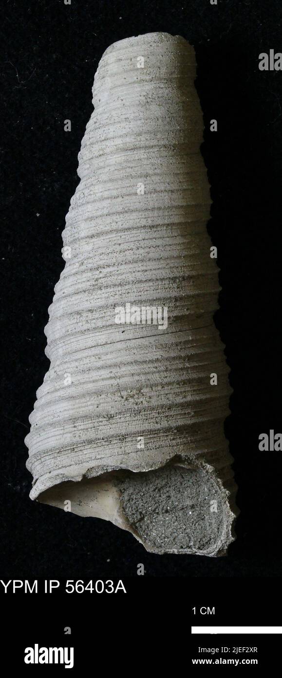 Turritella sp animalia hi-res stock photography and images - Alamy