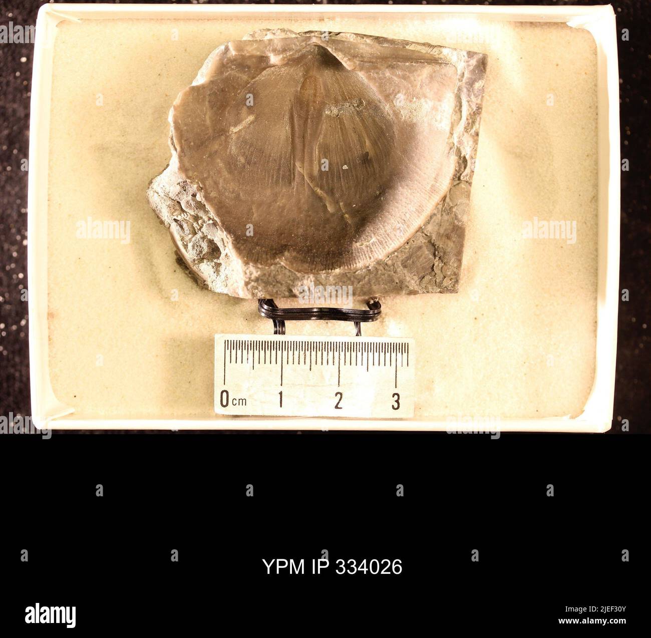 Rafinesquina hi-res stock photography and images - Alamy