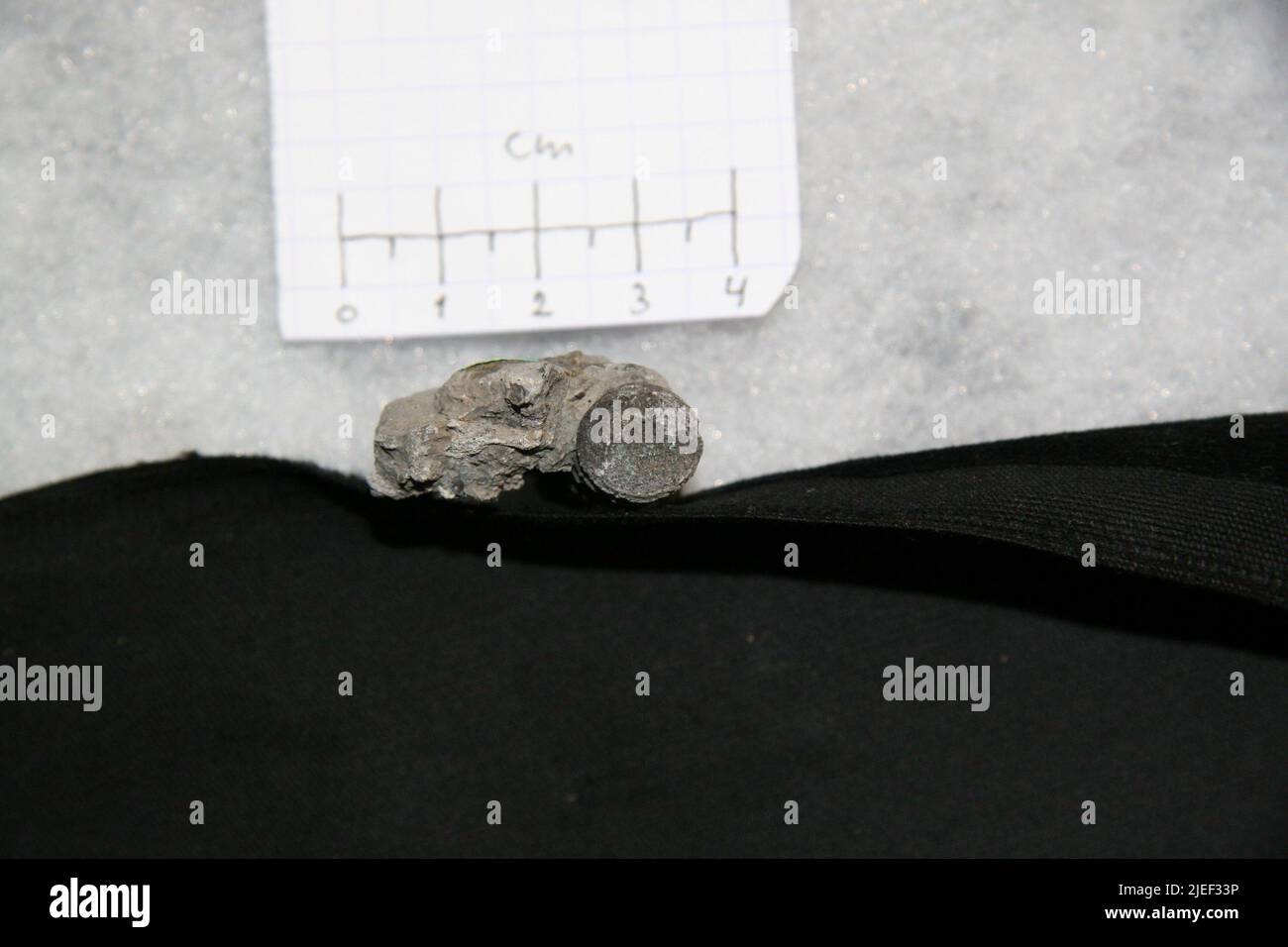 Protocycloceras hi-res stock photography and images - Alamy