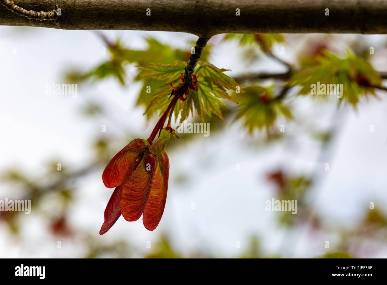 The seeds of a silver maple tree in Spring Stock Photo - Alamy