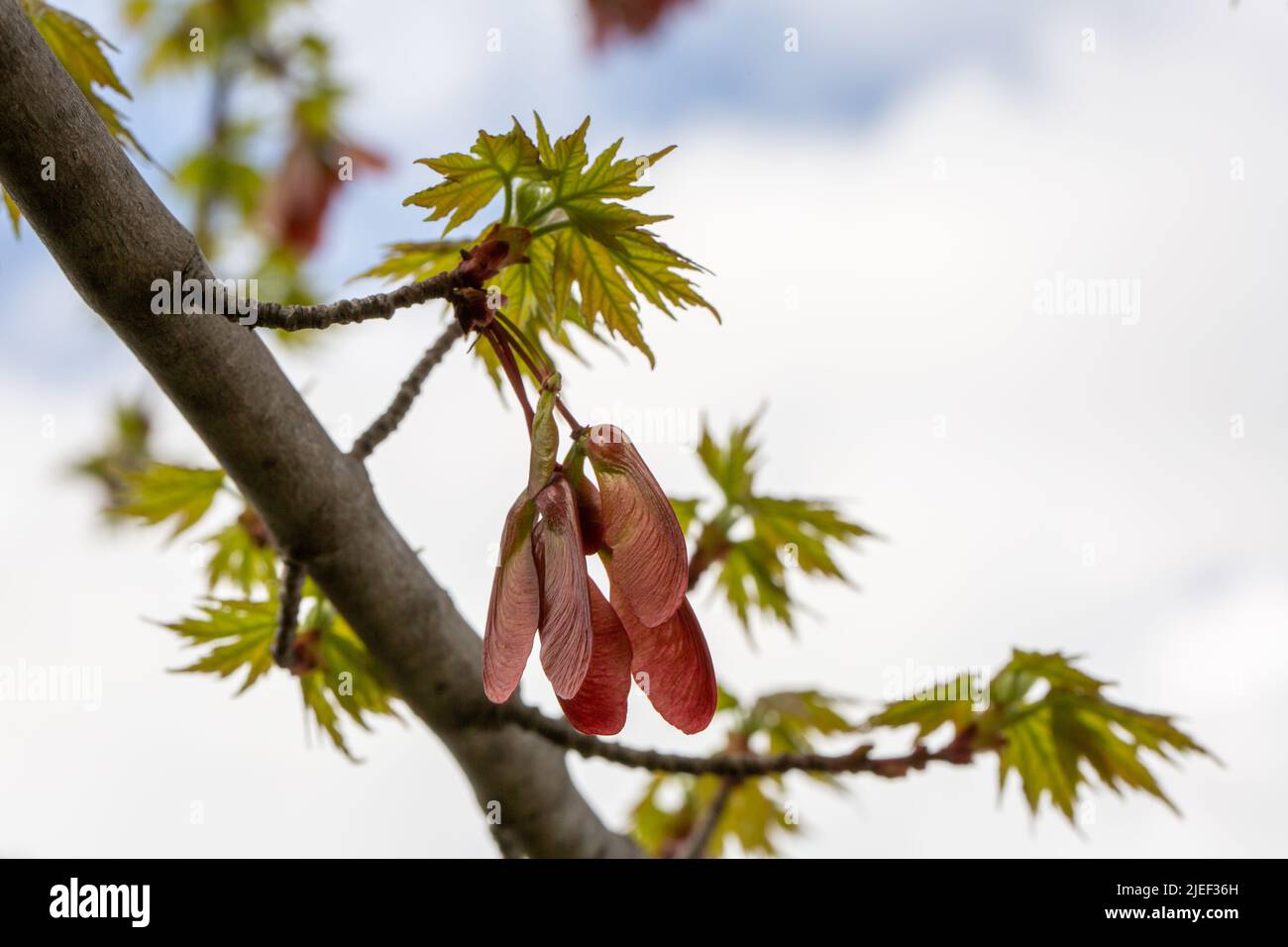 Silver maple tree hi-res stock photography and images - Alamy