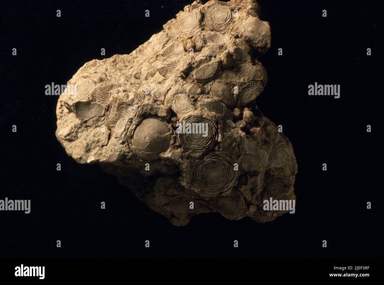 Nummulites hi-res stock photography and images - Alamy