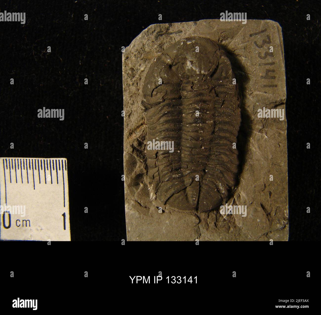 Phacops sp animalia hi-res stock photography and images - Alamy