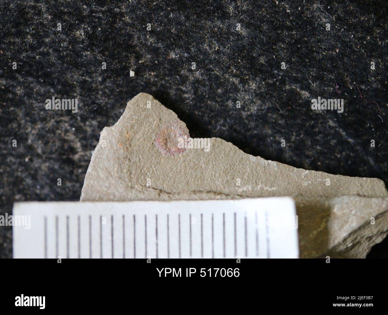 Dinocarida hi-res stock photography and images - Alamy