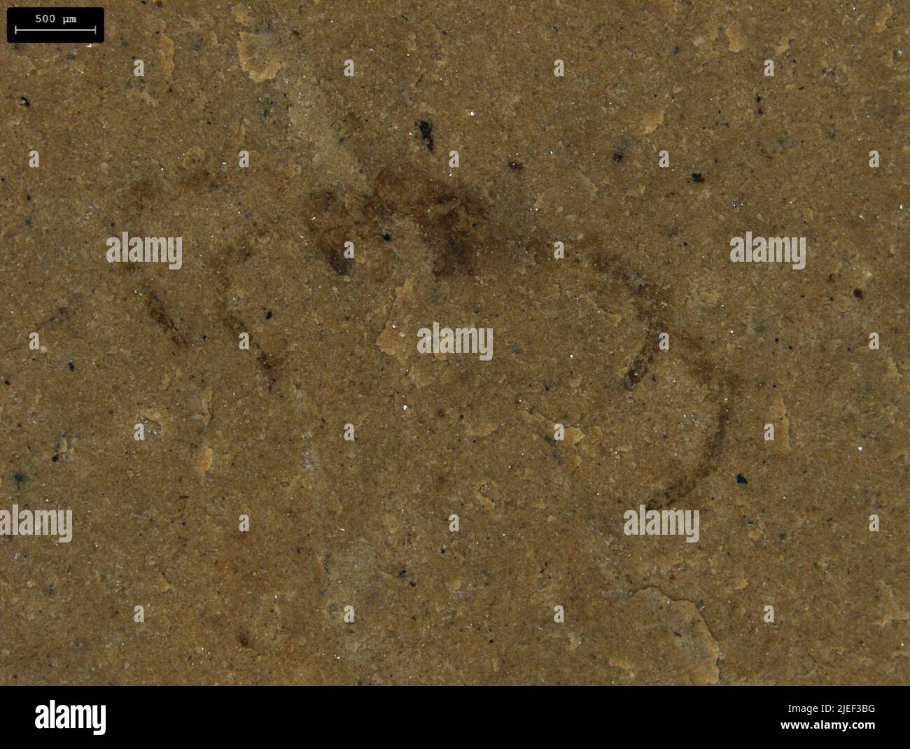 Spider specimen identified hi-res stock photography and images - Alamy