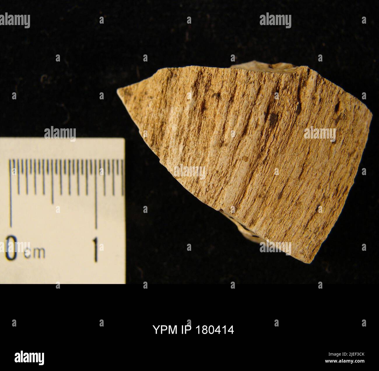 Basalia of sponge Stock Photo - Alamy