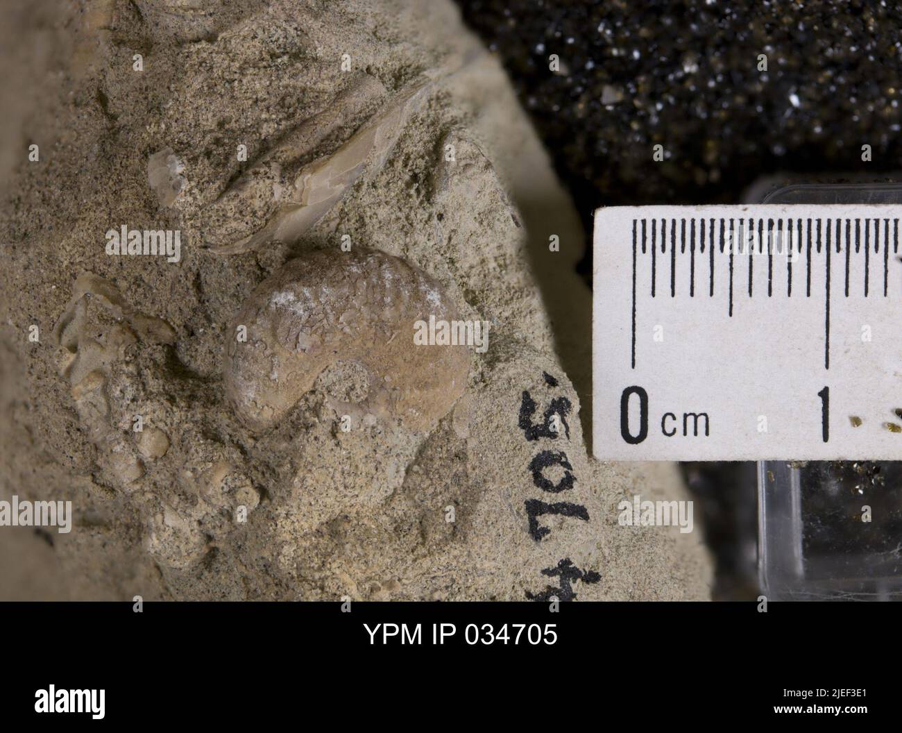 Scaphites hippocrepis i hi-res stock photography and images - Alamy