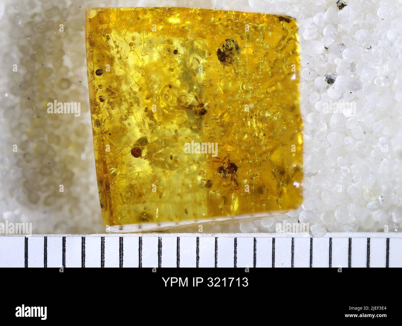 Undet formicidae animalia hi-res stock photography and images - Alamy