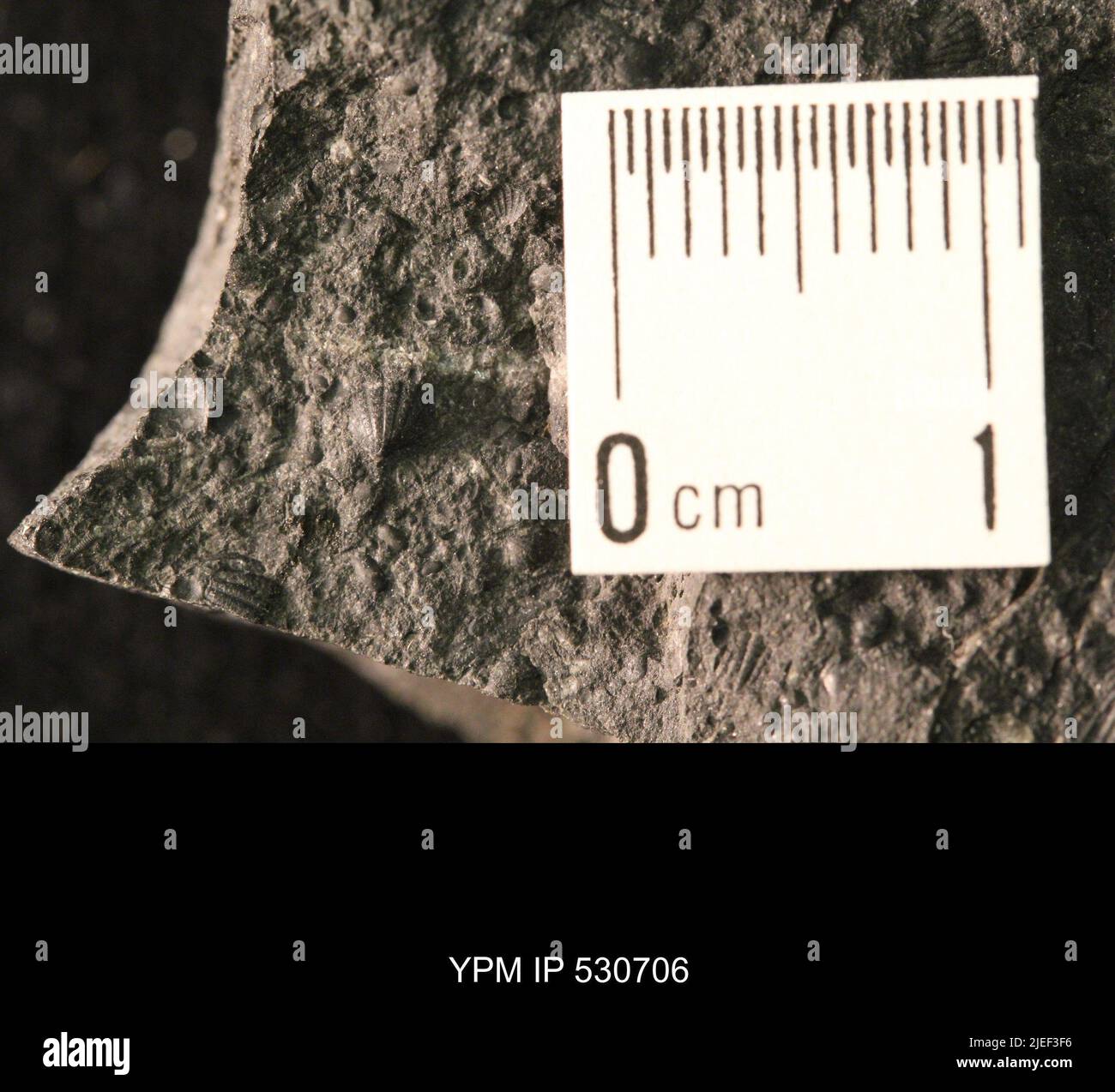 Cardiola retrostriata von buch hi-res stock photography and images - Alamy