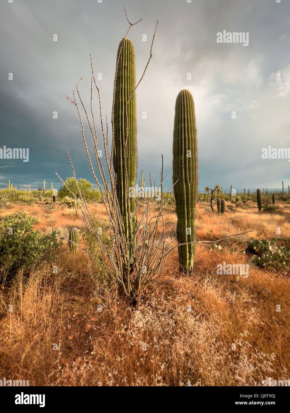 Two saguaro cactus in dry arid Arizona landscape Stock Photo - Alamy