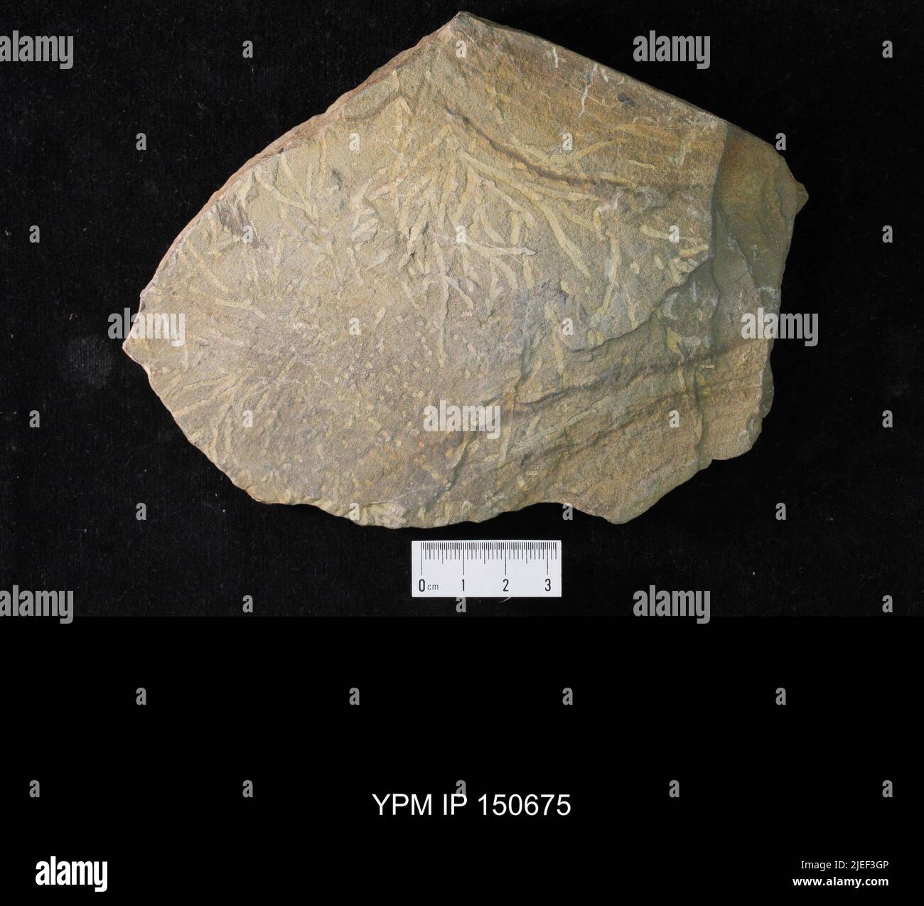 Chondrites hi-res stock photography and images - Alamy