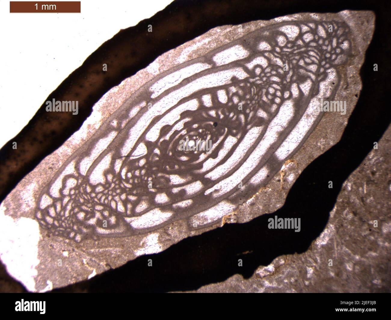 Triticites elegantoides ross hi-res stock photography and images - Alamy