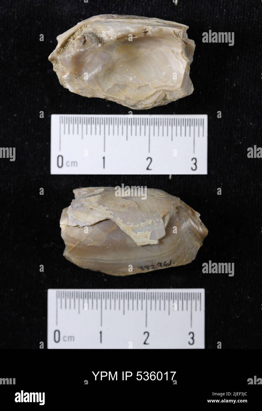 Priscus hi-res stock photography and images - Alamy