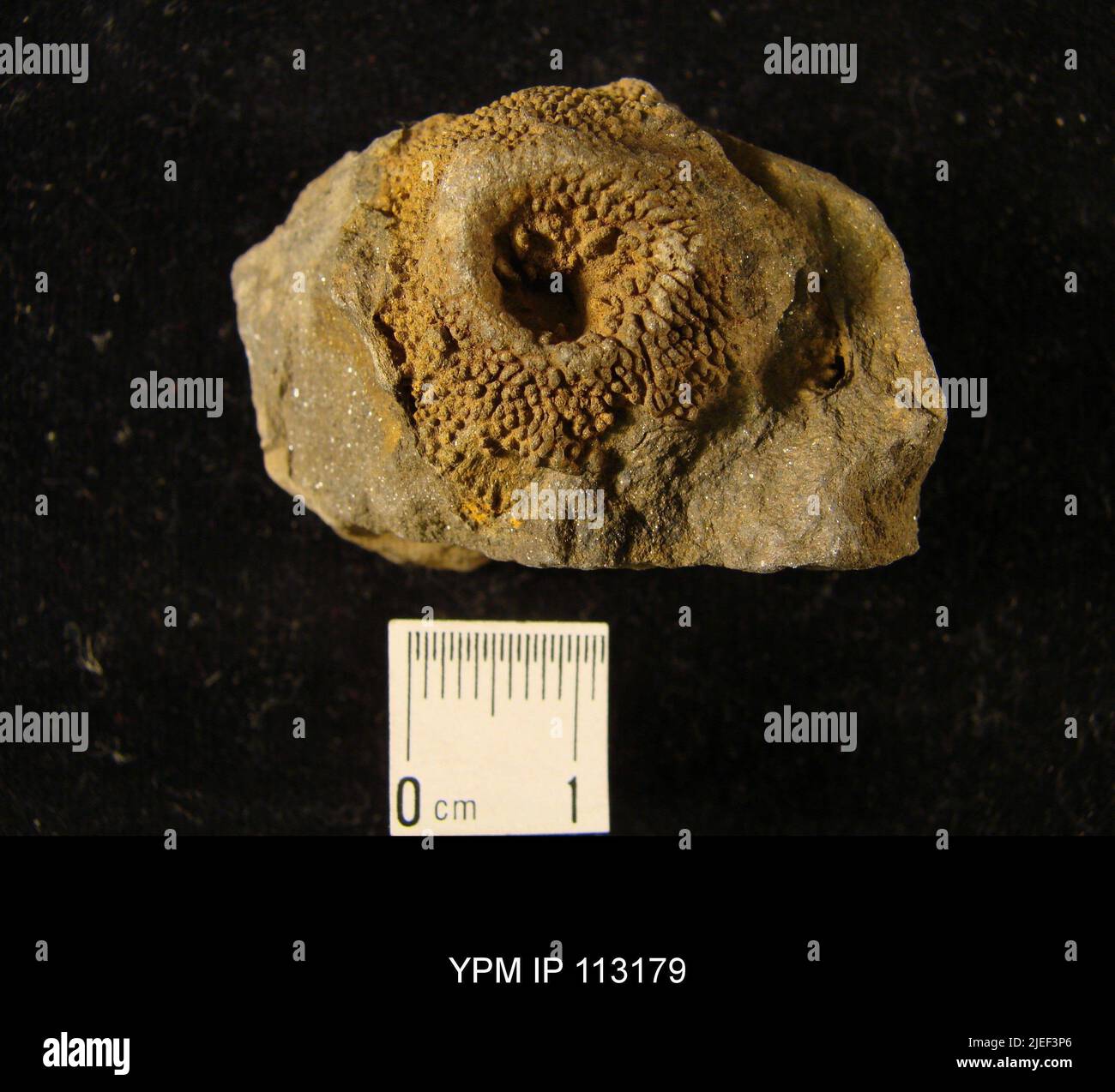 Codiacystis bohemica barrande hi-res stock photography and images - Alamy