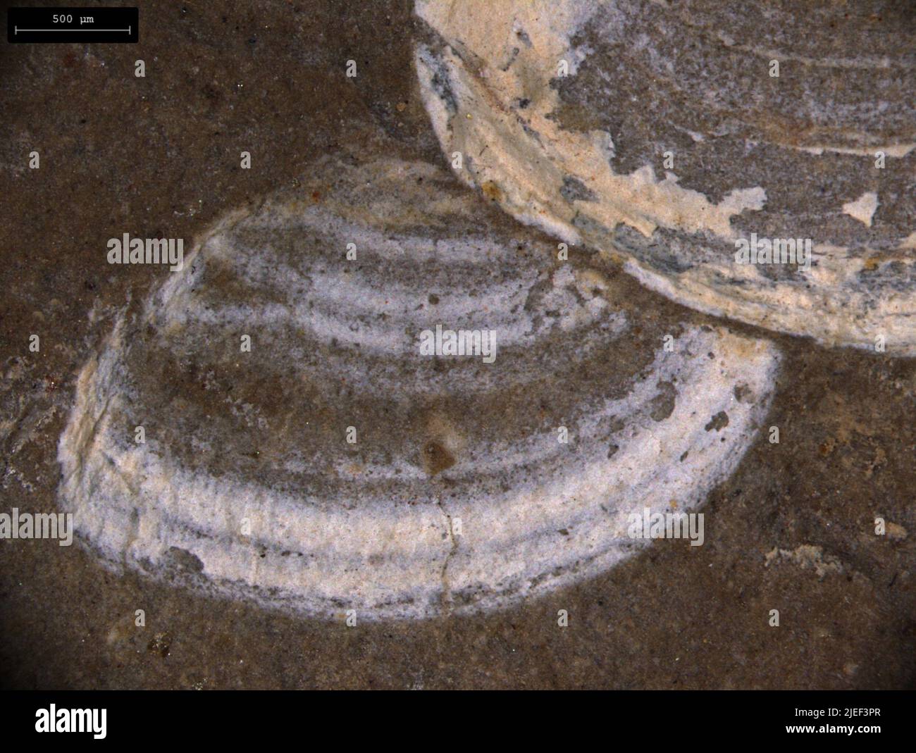 Stigall hi-res stock photography and images - Alamy