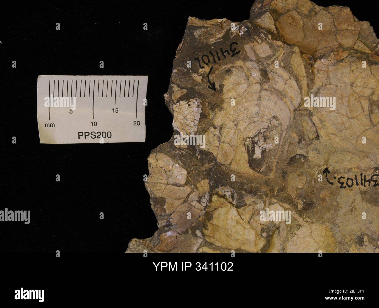 Scaphites hi-res stock photography and images - Alamy