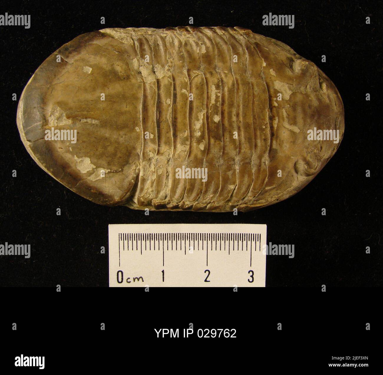 Isotelus gigas DeKay Stock Photo - Alamy